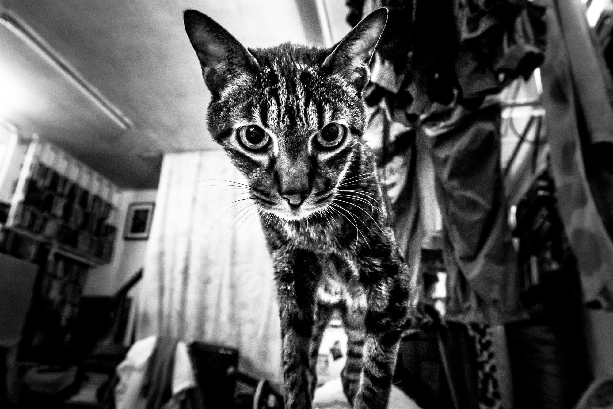 IMG_3579 – Phil Shek Photography